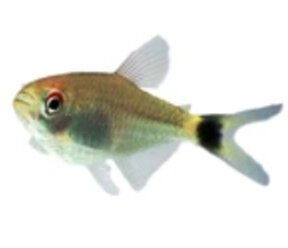 Rio 180 LED | JUWEL Aquarium