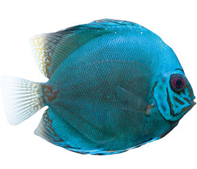 Vision 180 LED | JUWEL Aquarium