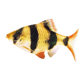 Primo 70 LED | JUWEL Aquarium