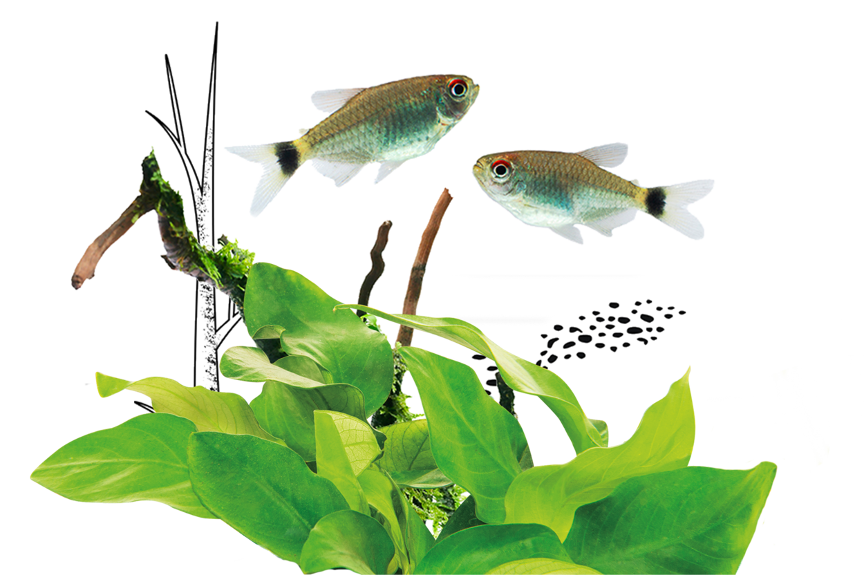 Rio 125 LED | JUWEL Aquarium